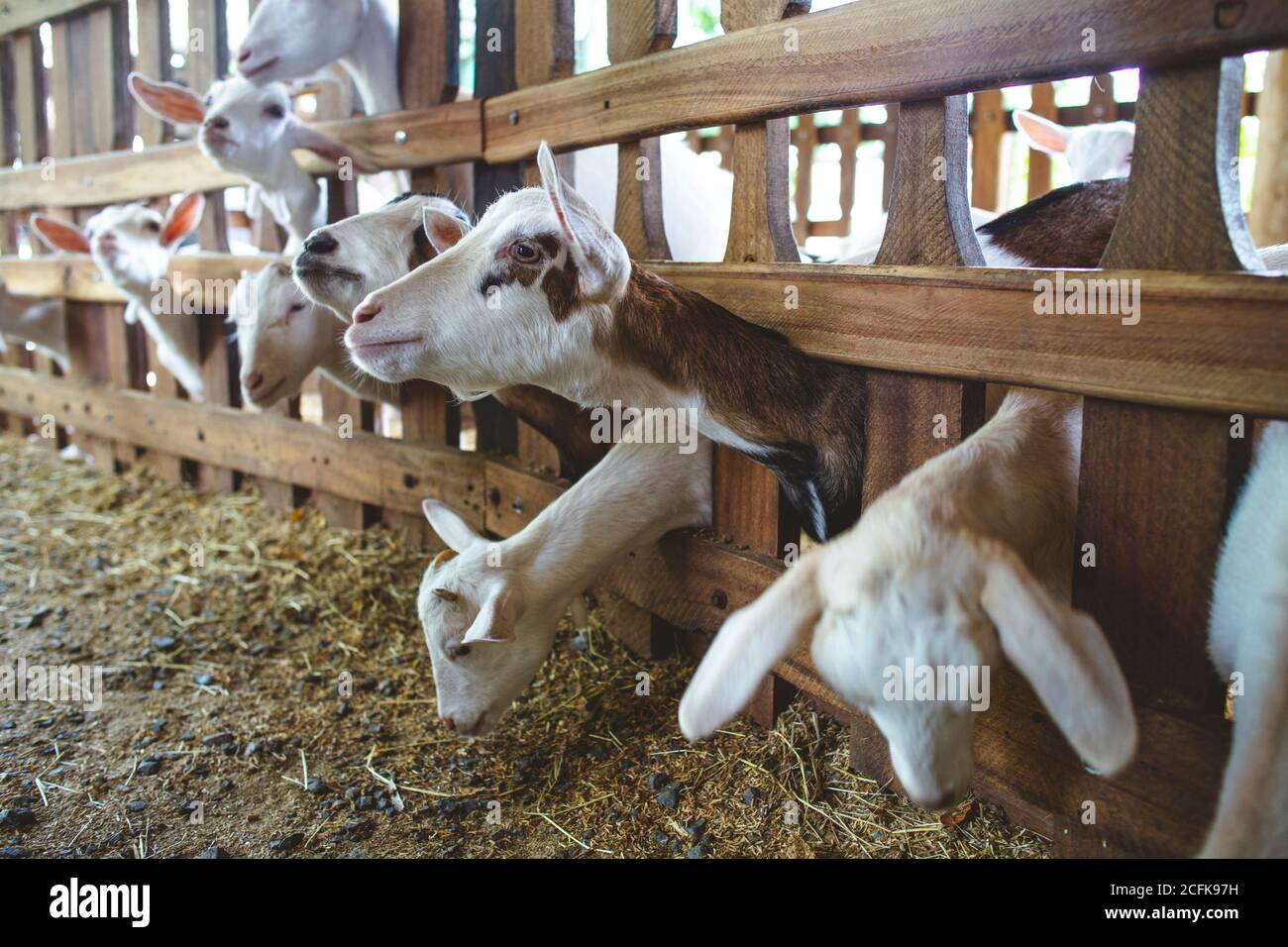 Herd of adorable domestic goats standing in paddock behind wooden fence ...