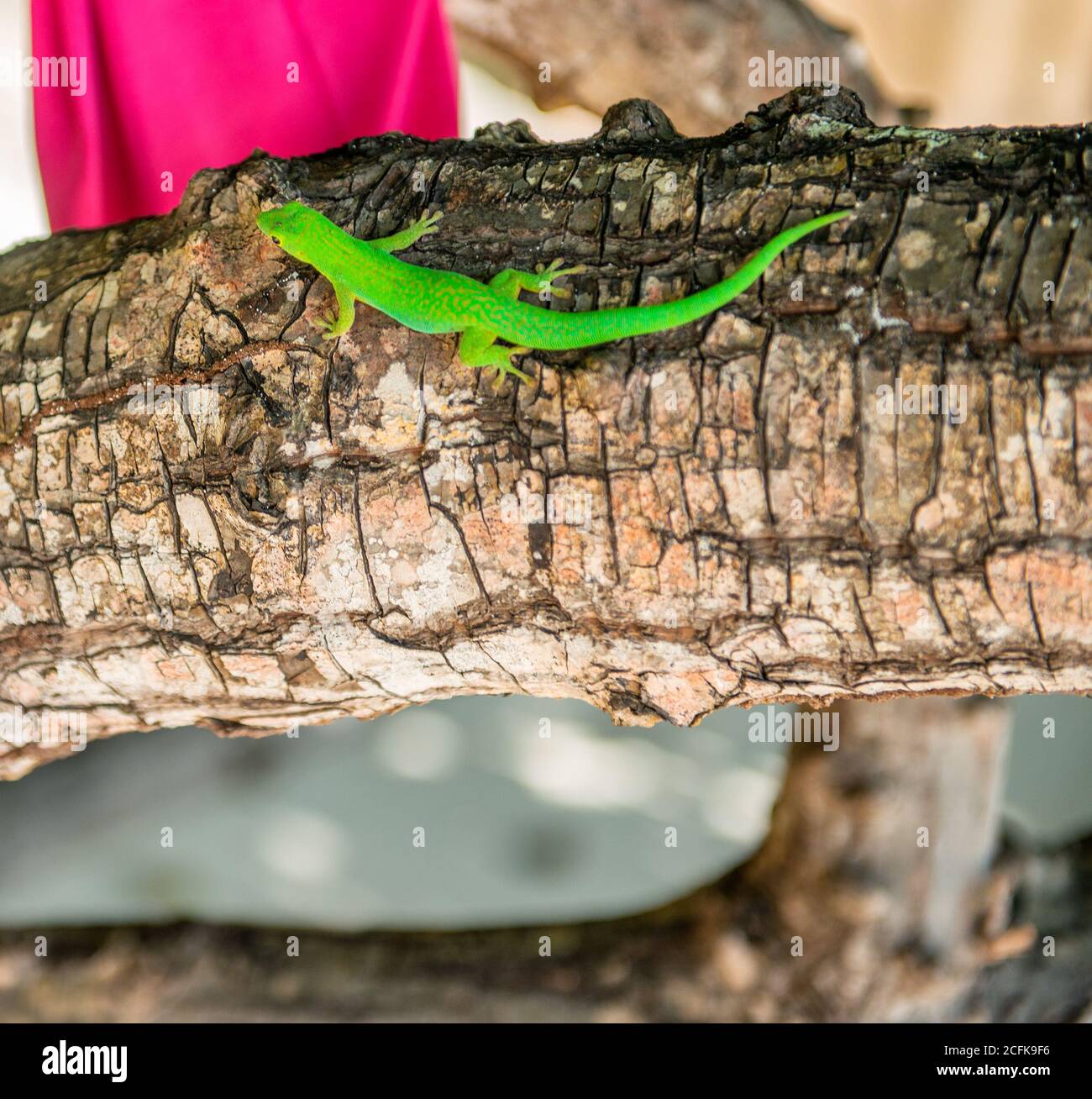 Green Gecko on a tree trunk, tropical animal life background Stock ...