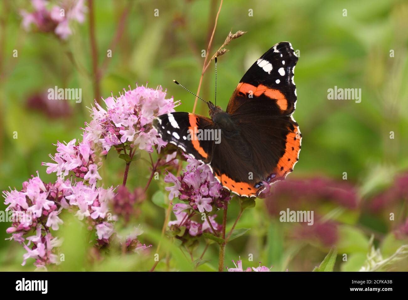 Red Admiral butterfly on pink wildflowers. Hertfordshire, England, UK ...