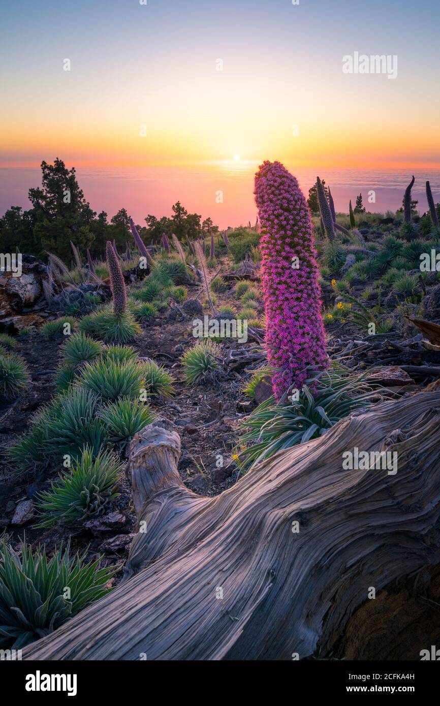 Blooming red bugloss plants growing in field on background of majestic ...