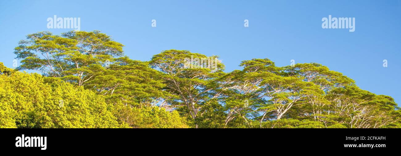 Pine trees with a tropical blue sky Stock Photo - Alamy