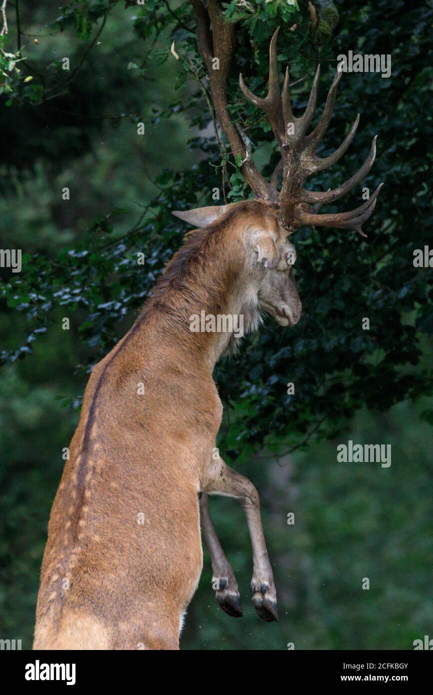 Dülmen, Germany. 06th Sep, 2020. A crafty red deer stag (Cervus elaphus ...