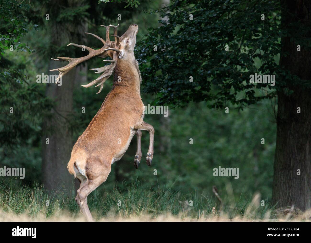 Dülmen, Germany. 06th Sep, 2020. A crafty red deer stag (Cervus elaphus ...