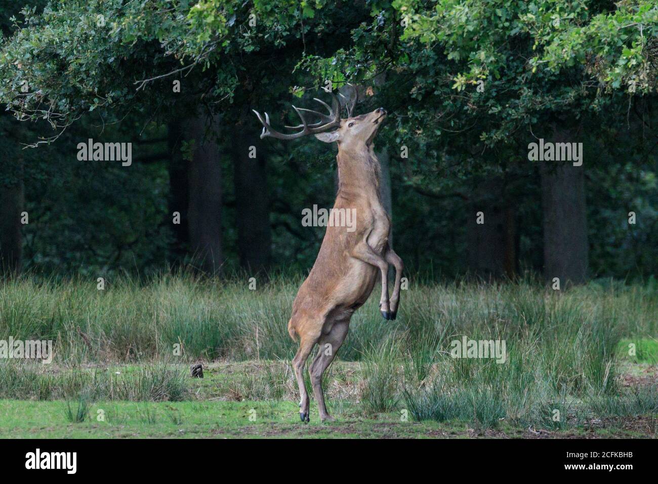 Dülmen, Germany. 06th Sep, 2020. A crafty red deer stag (Cervus elaphus ...