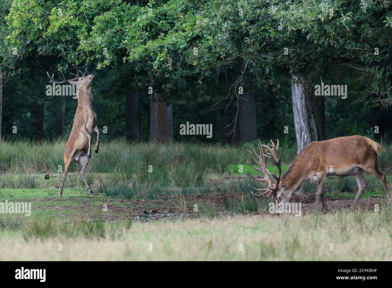 Deer on hind legs hi-res stock photography and images - Alamy