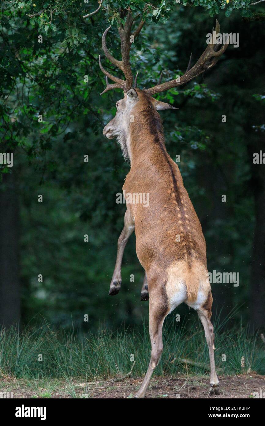 Dülmen, Germany. 06th Sep, 2020. A crafty red deer stag (Cervus elaphus ...