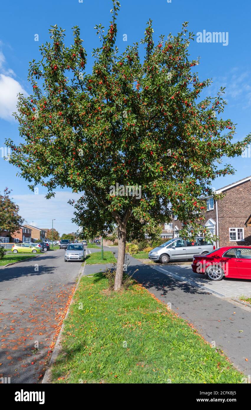 Crab Apple (crabapple) tree (Malus sylvestris) growing by the roadside ...