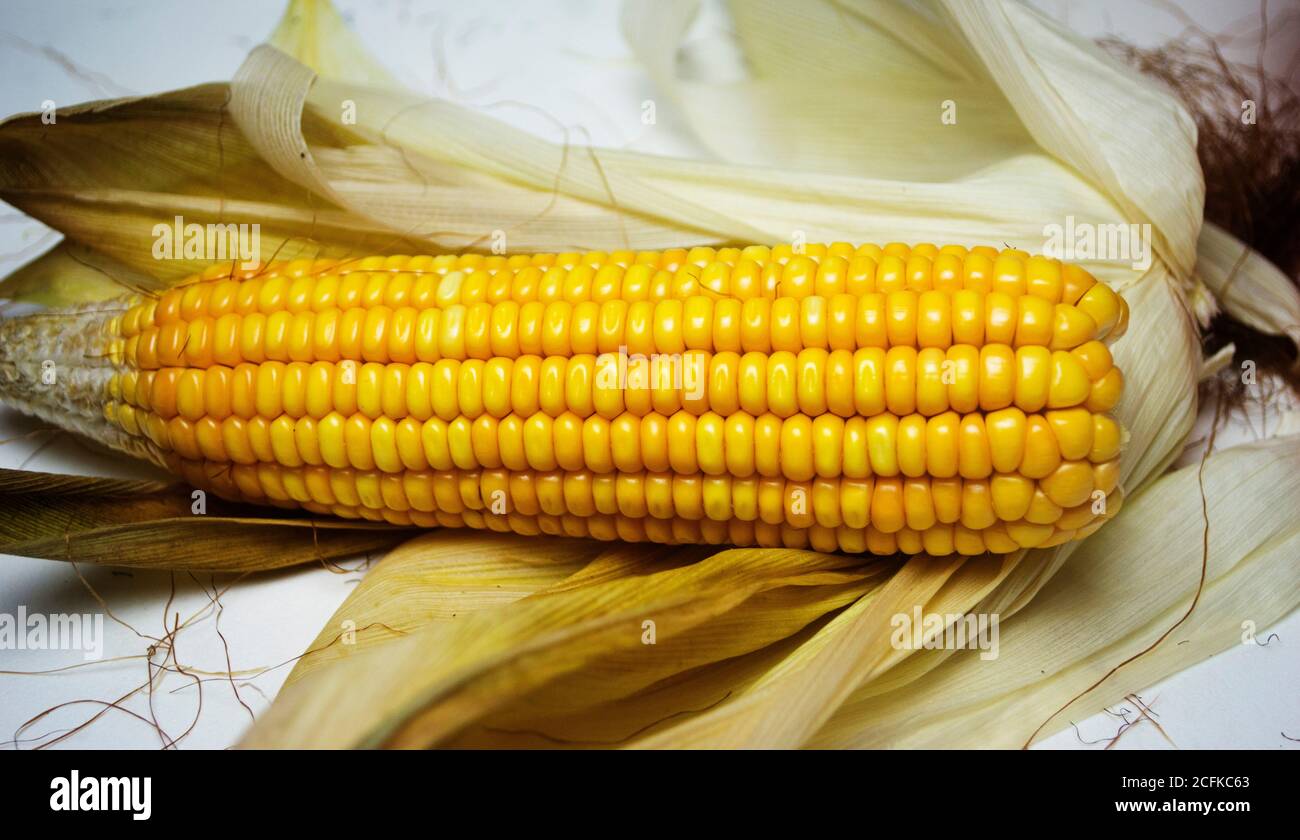 Raw sweet corn on blurred background with dried leaves Stock Photo - Alamy