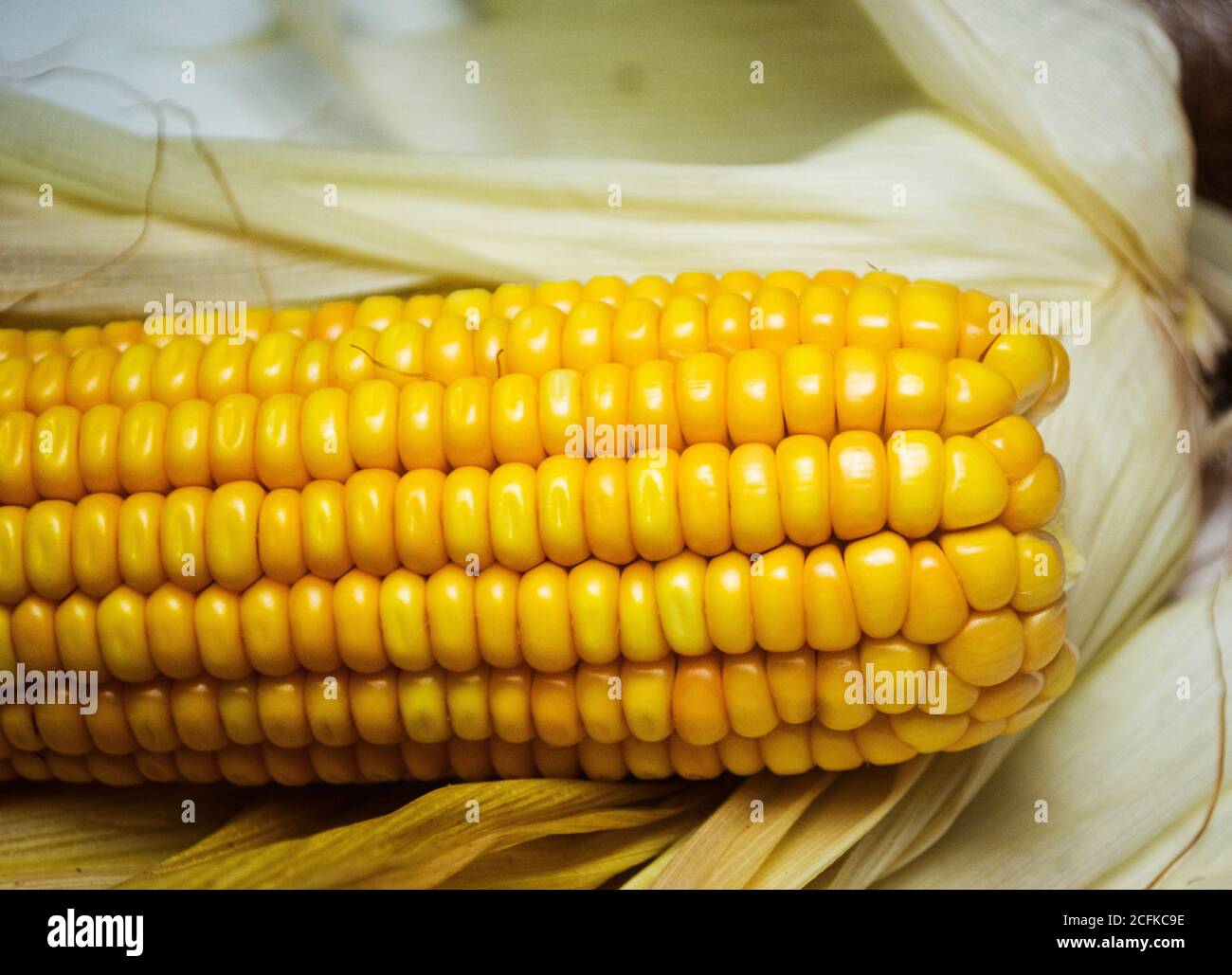 Close up of raw sweet corn on blurred background with dried leaves ...