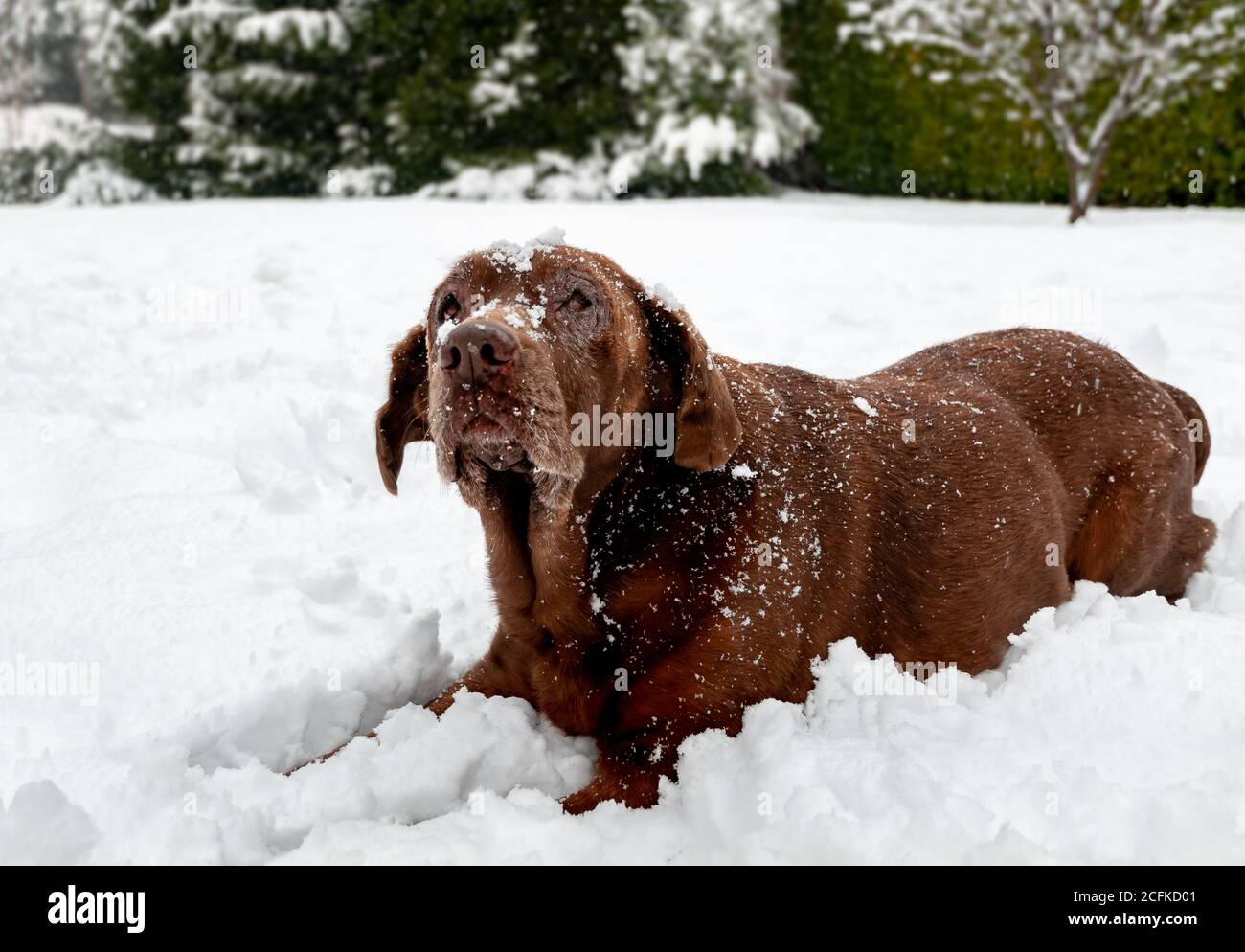 Old Chocolate Labrador Retriever dog lying down in the snow under the ...