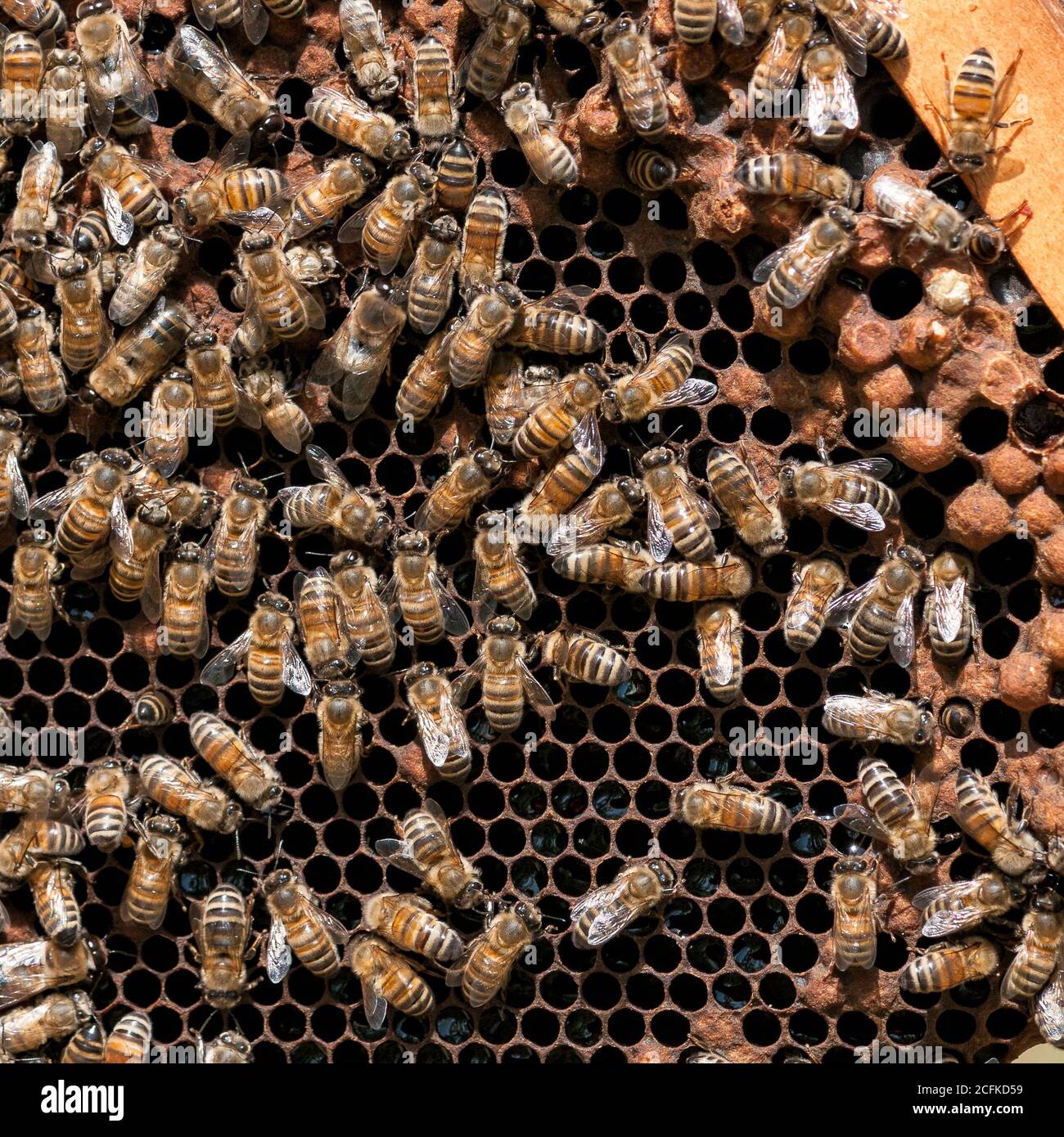 Beehive boxes hi-res stock photography and images - Alamy