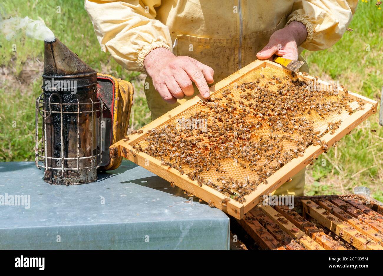 Human beehive hi-res stock photography and images - Alamy