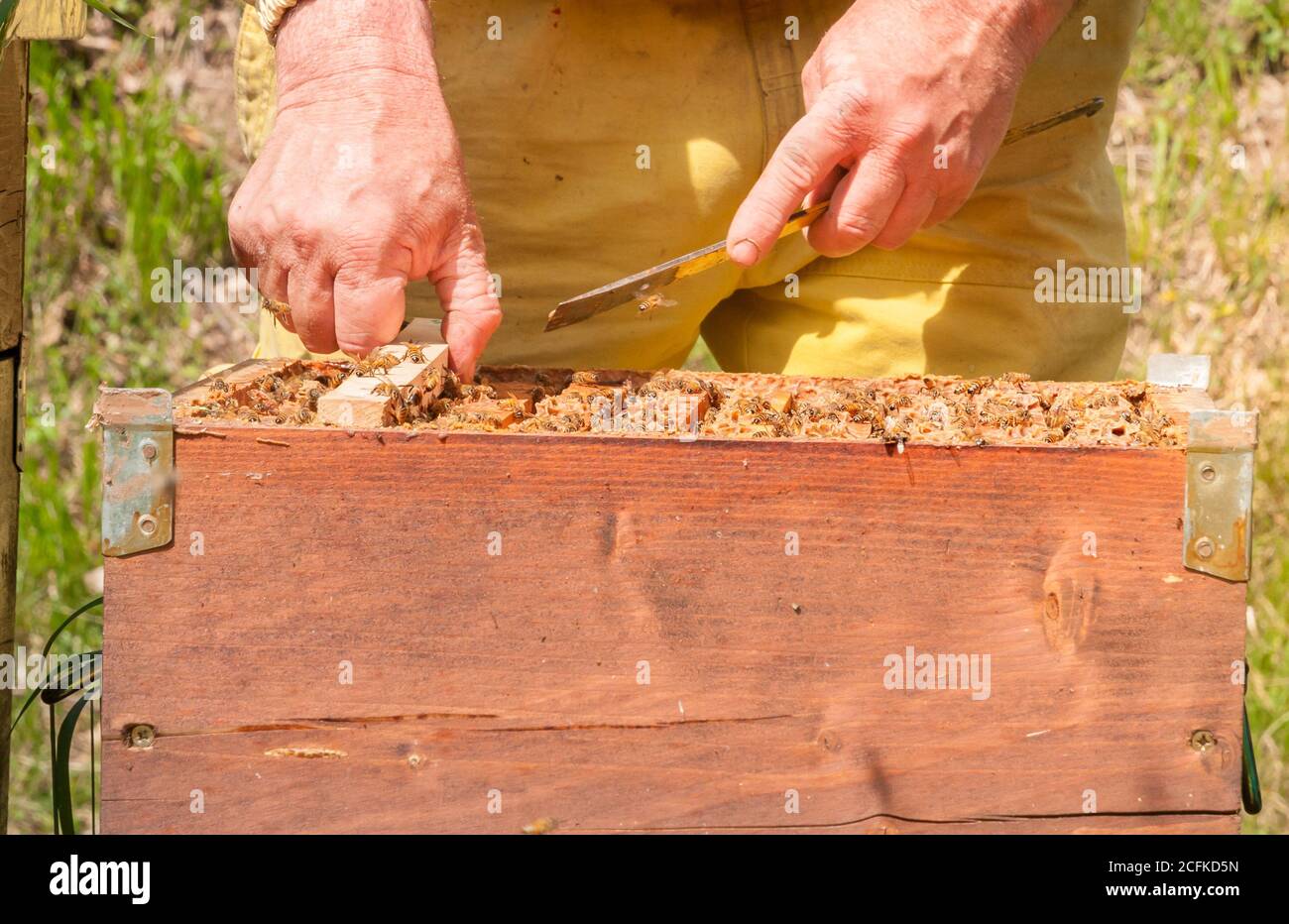Human beehive hi-res stock photography and images - Alamy