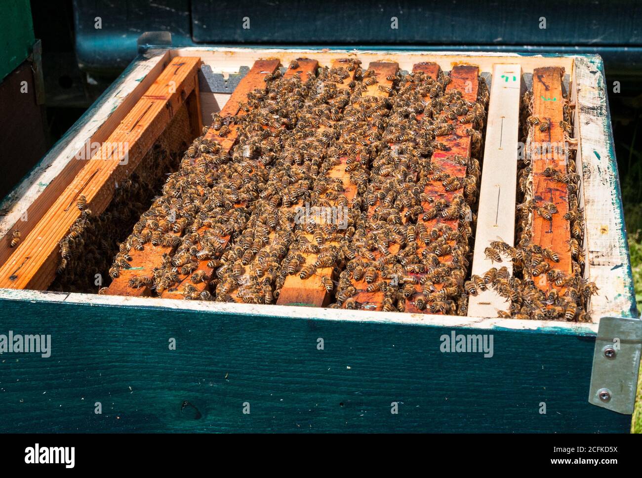 Bees in the combs into the Beehive box. Beekeeping concept Stock Photo ...