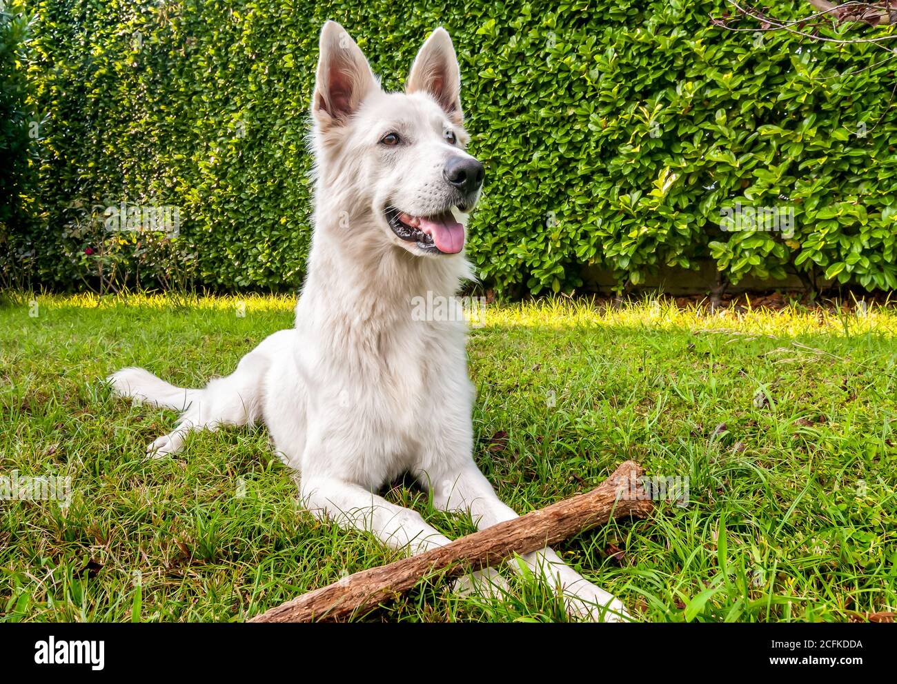 Shepherd stick hi-res stock photography and images - Alamy