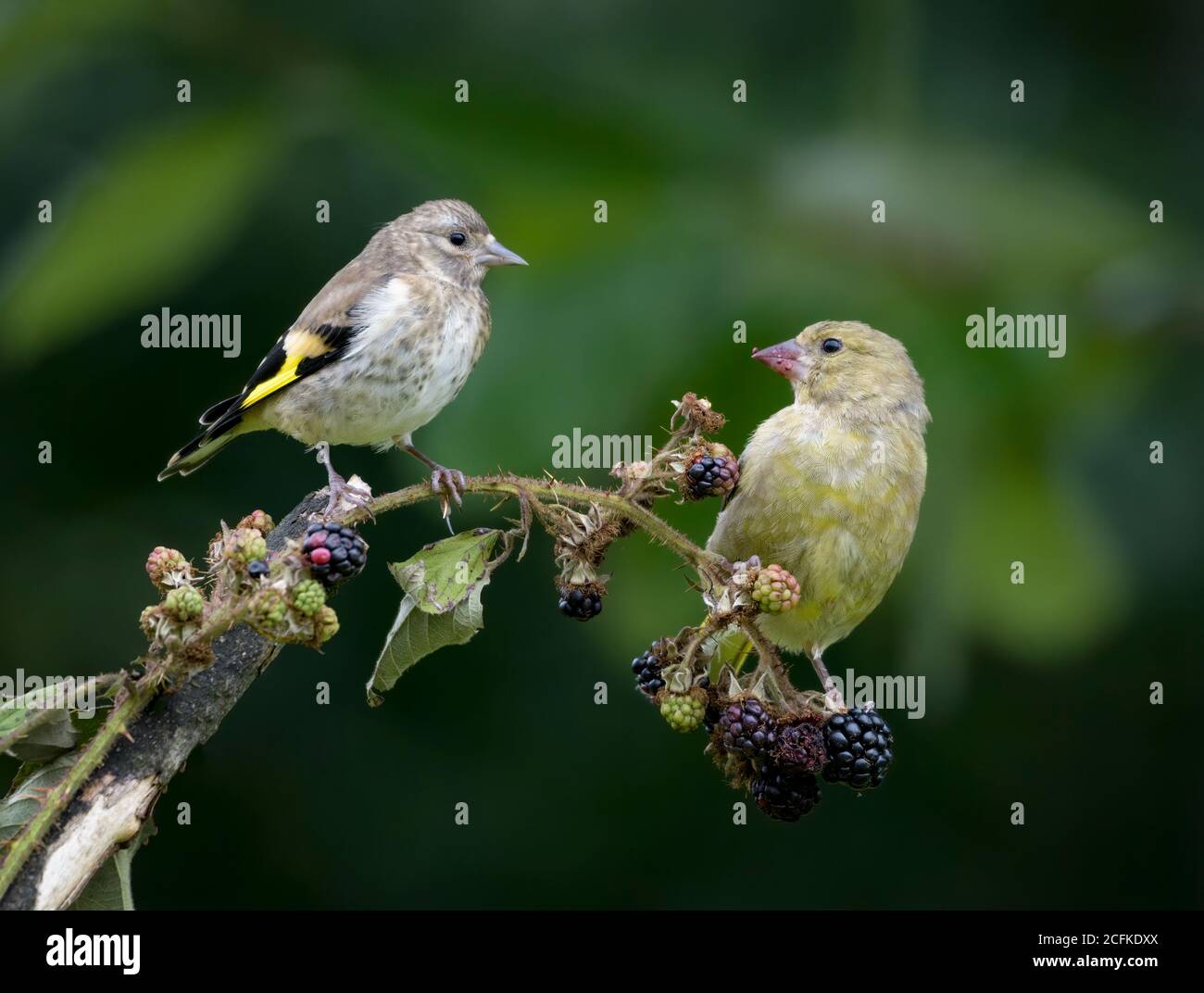 Juvenile greenfinch uk hi-res stock photography and images - Alamy