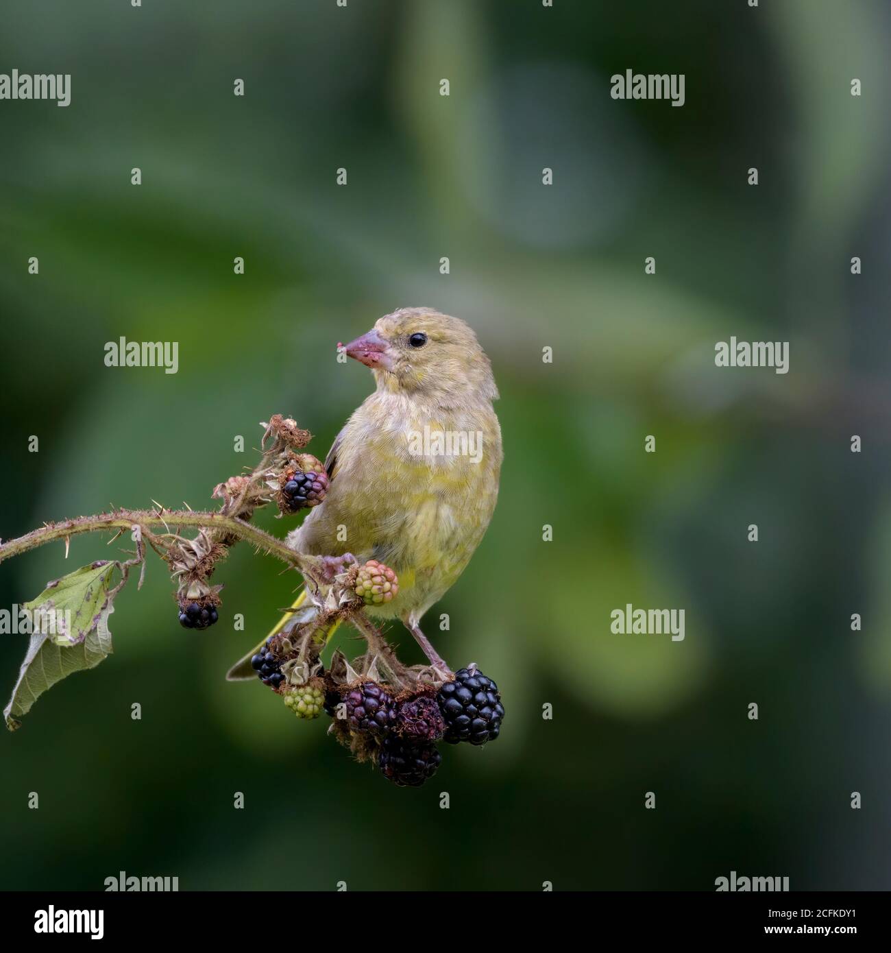 Juvenile greenfinch uk hi-res stock photography and images - Alamy