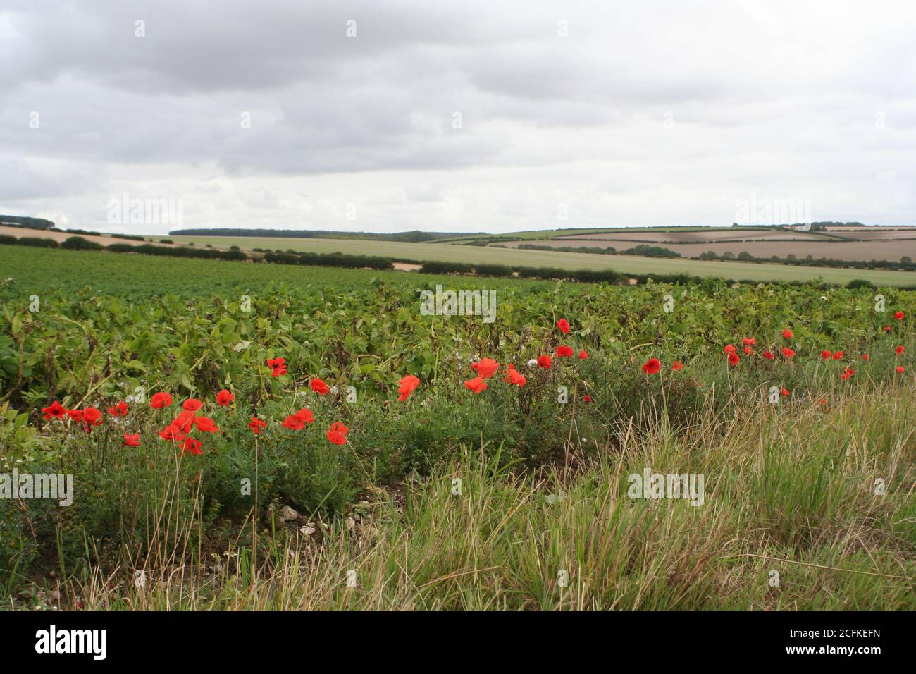 On the Wolds Way between Goodmanham and Londesborough Stock Photo - Alamy