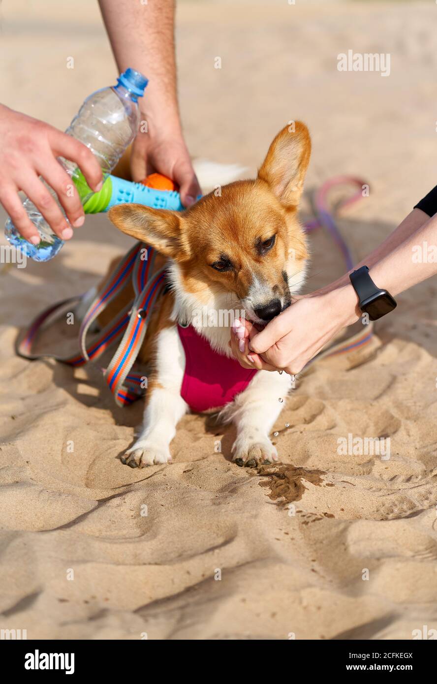Dog lapping water tongue hi-res stock photography and images - Alamy