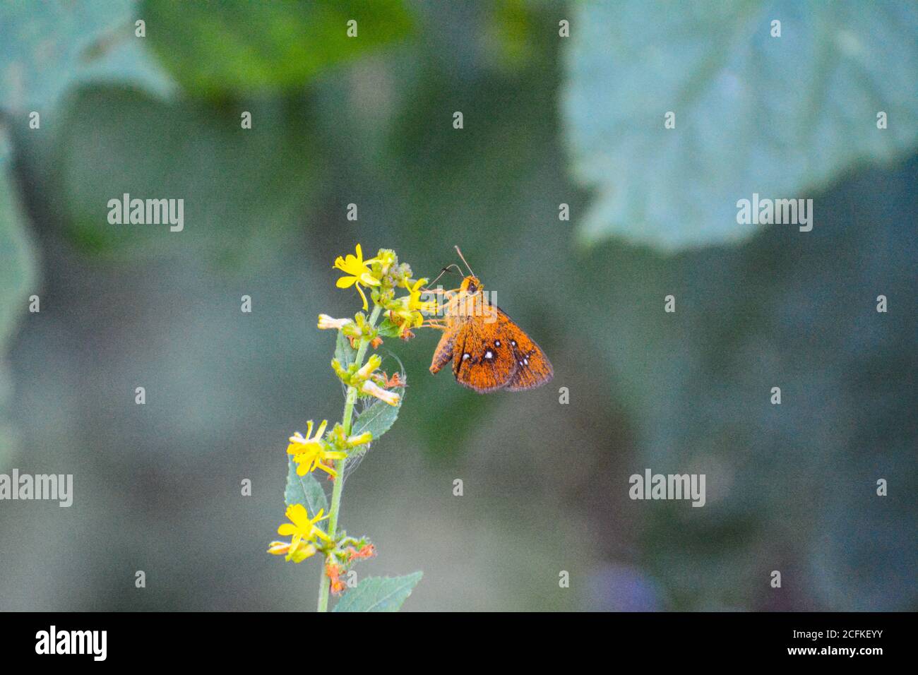 Life of butterfly Stock Photo - Alamy