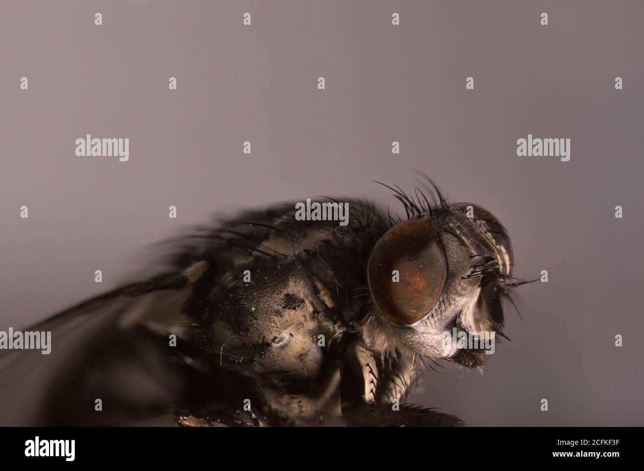 Macro fly head looking with big eyes - close up on face Stock Photo - Alamy