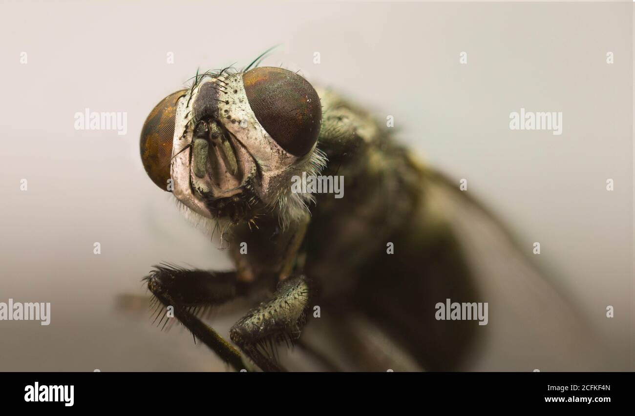 Macro fly head looking with big eyes - close up on face Stock Photo - Alamy