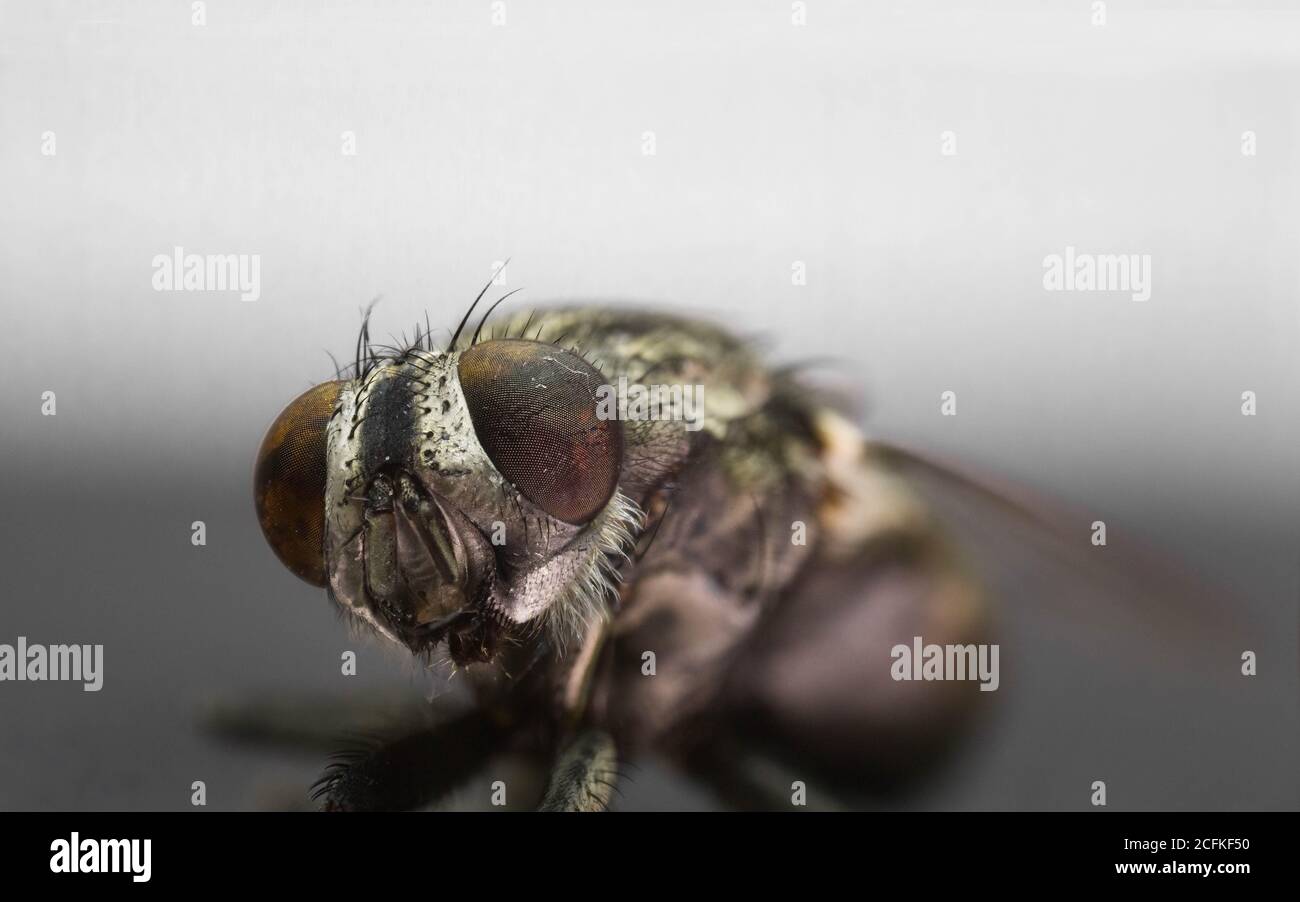 Macro fly head looking with big eyes - close up on face Stock Photo - Alamy