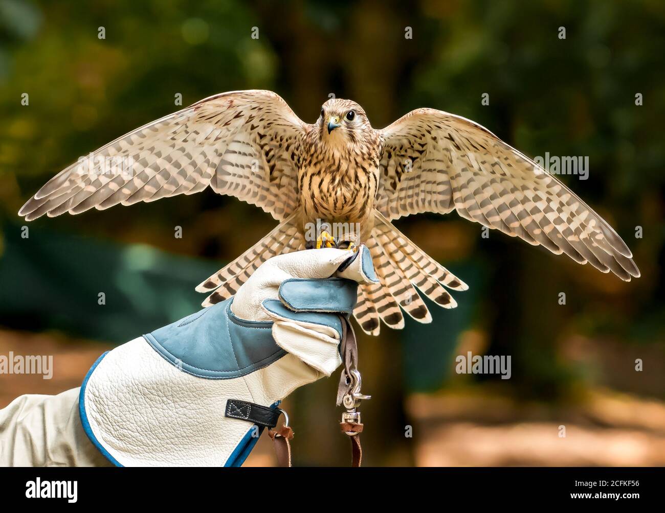 Peregrine saker falcon hi-res stock photography and images - Alamy