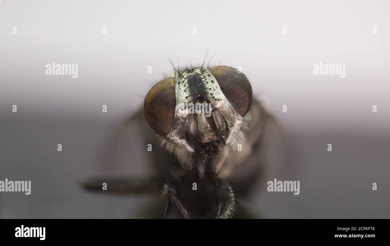 Macro fly head looking with big eyes - close up on face Stock Photo - Alamy