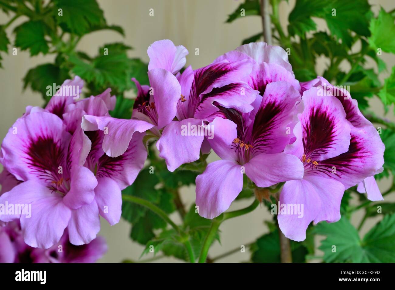Royal geranium hi-res stock photography and images - Alamy