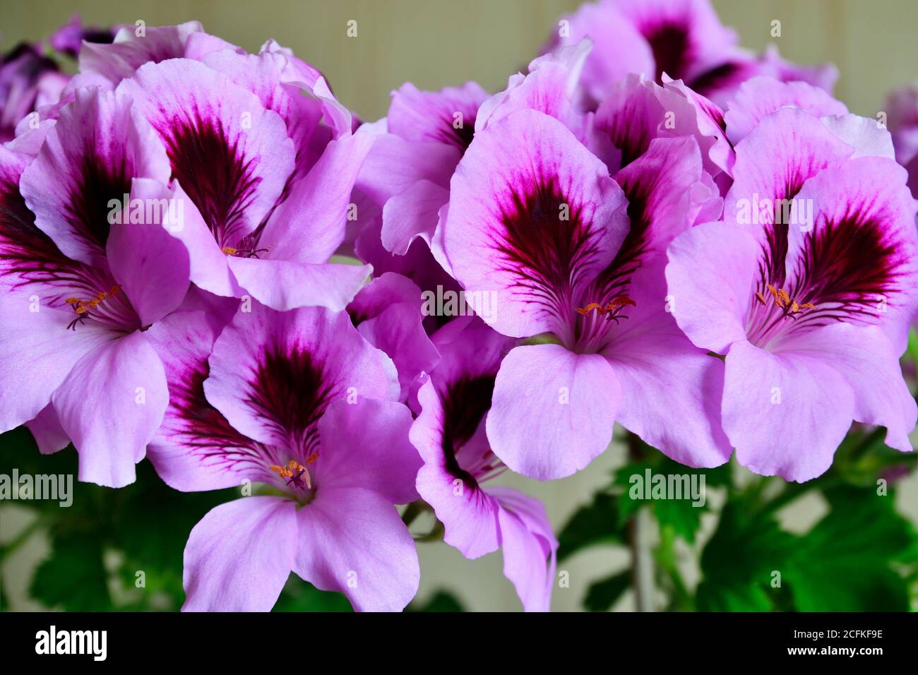 Royal geranium hi-res stock photography and images - Alamy