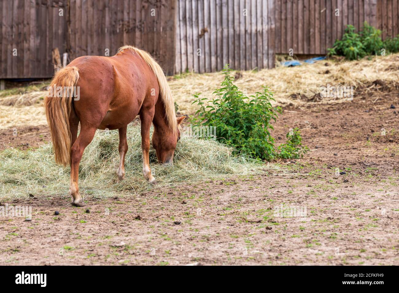 A beautiful brown horse grazes in a paddock full of wild flowers Stock ...