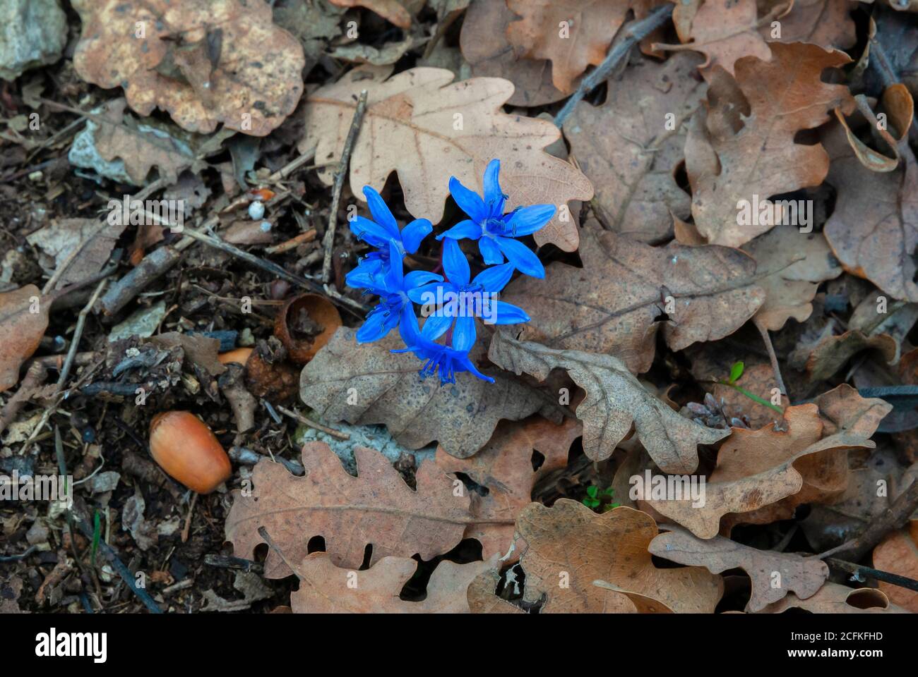 bright blue spring flowers on a background of dry oak leaves in the ...