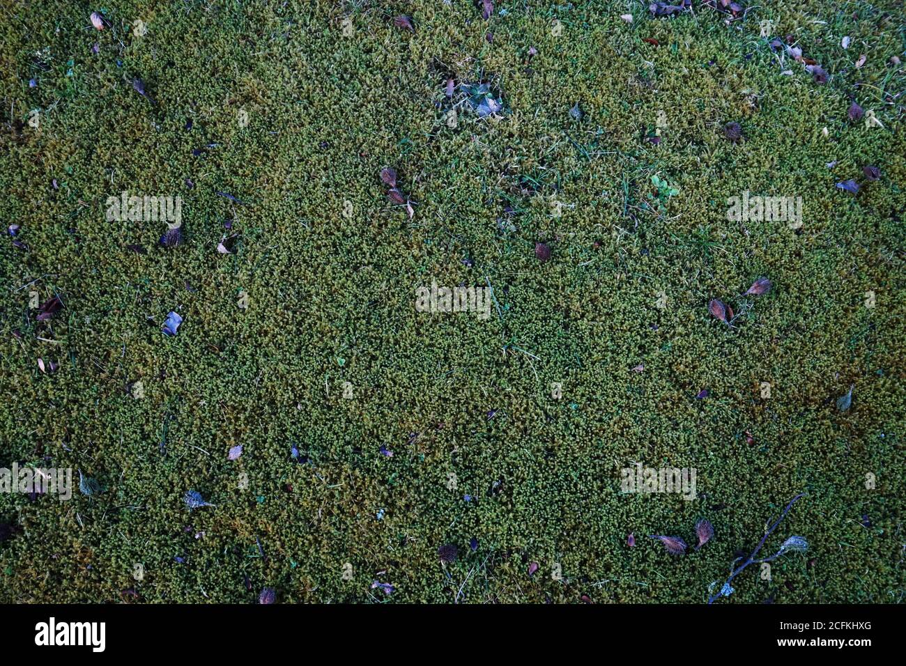 Moss texture hi-res stock photography and images - Alamy