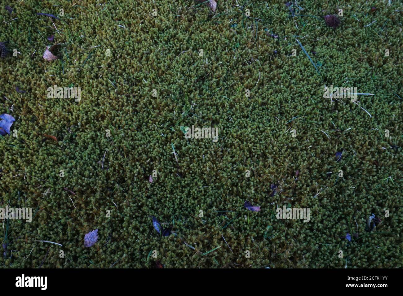Moss texture hi-res stock photography and images - Alamy