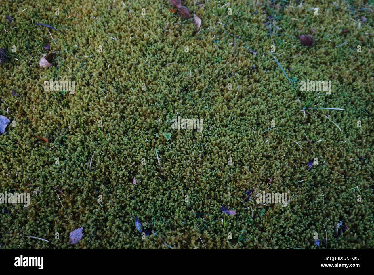 Moss texture hi-res stock photography and images - Alamy