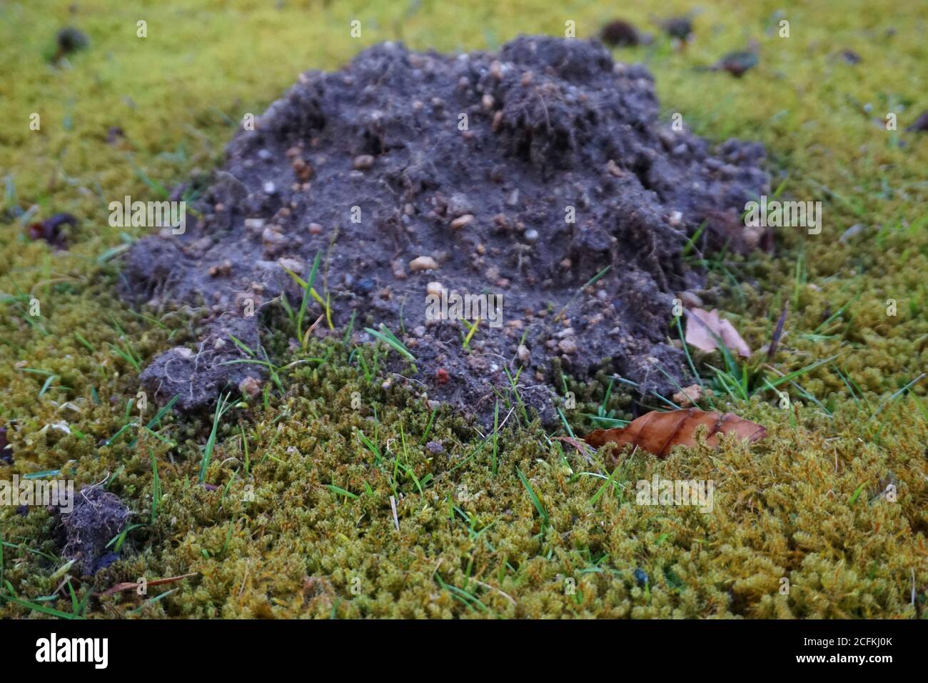 Winneworm hi-res stock photography and images - Alamy