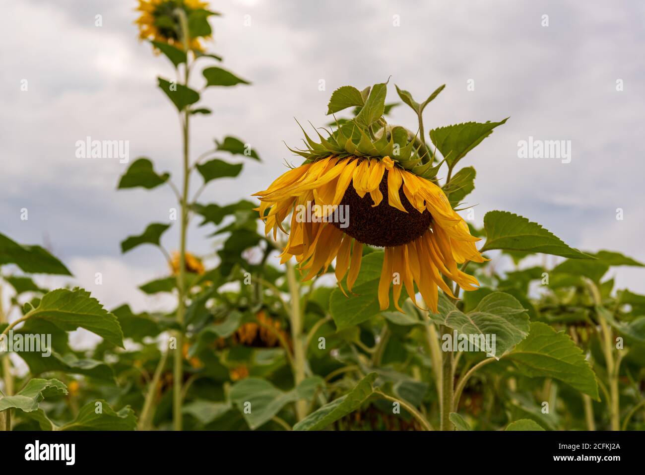 sunflower flower with the head down, which noticeably begins to wither ...