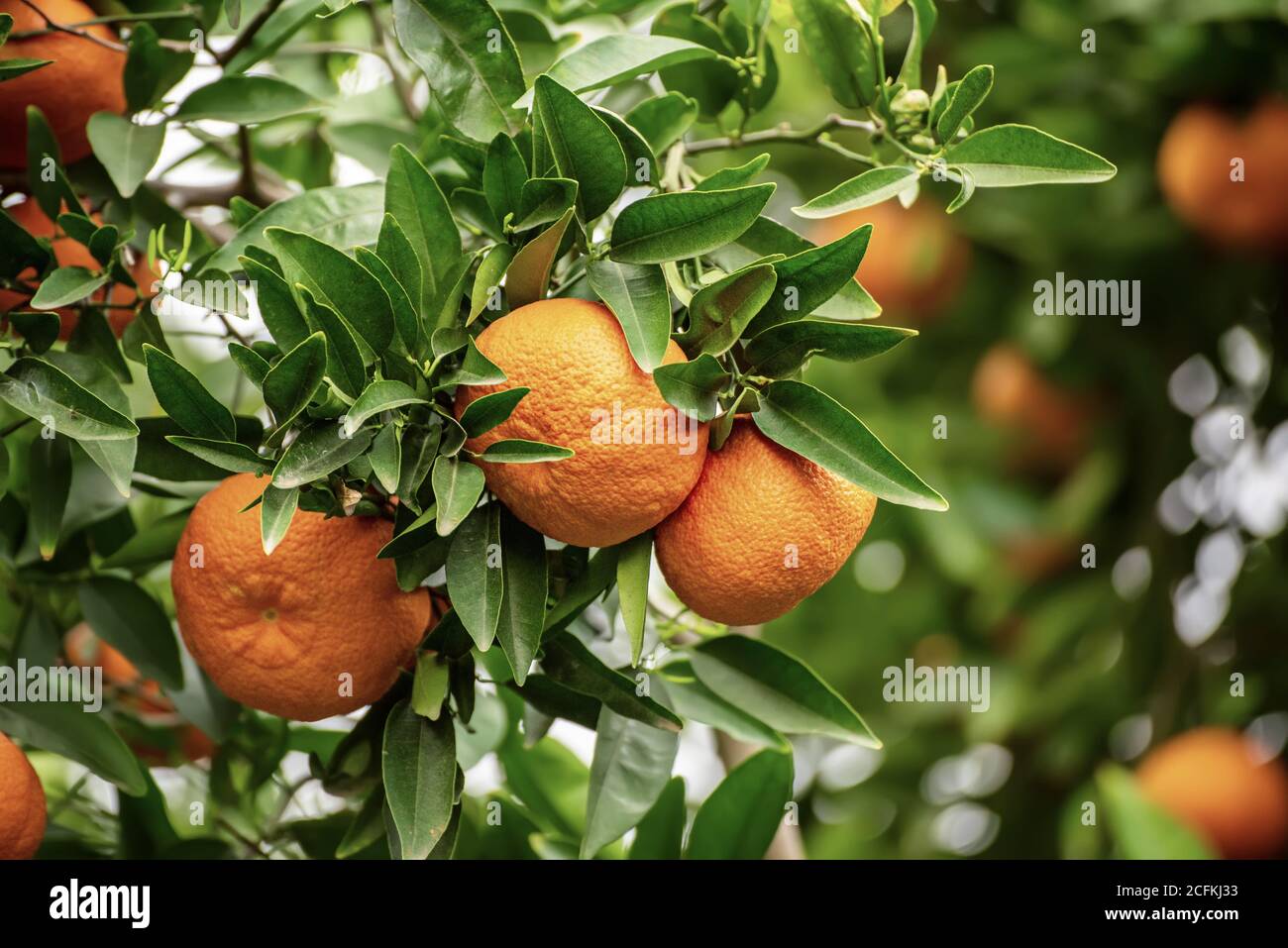 Tangerine garden with green leaves and ripe fruits. Mandarin orchard ...