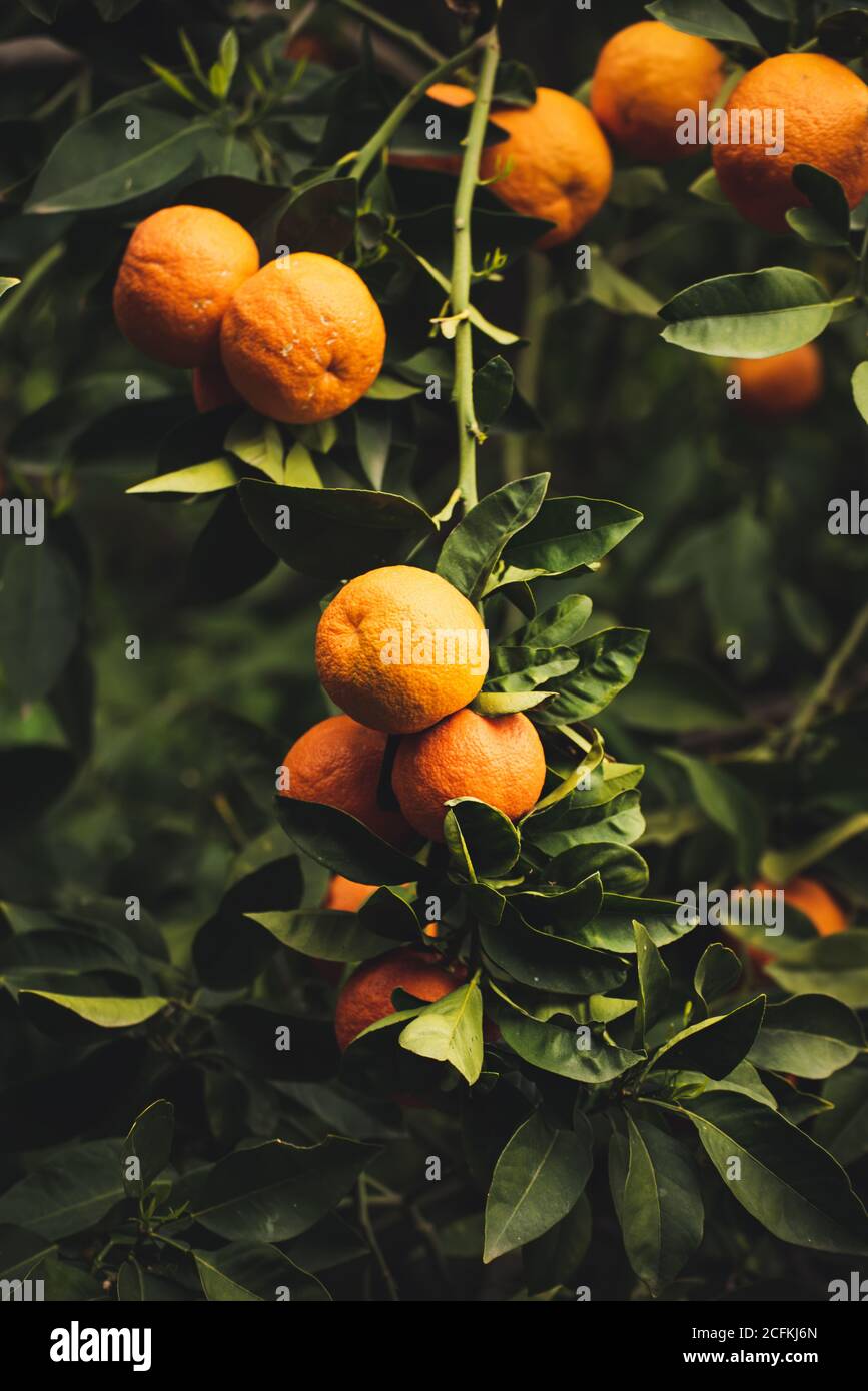 Tangerine garden with green leaves and ripe fruits. Mandarin orchard ...