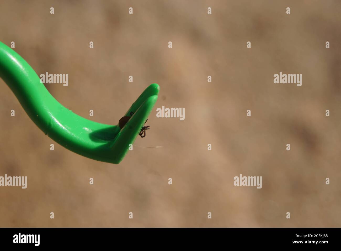 Remove a tick with a tweezer hi-res stock photography and images - Alamy
