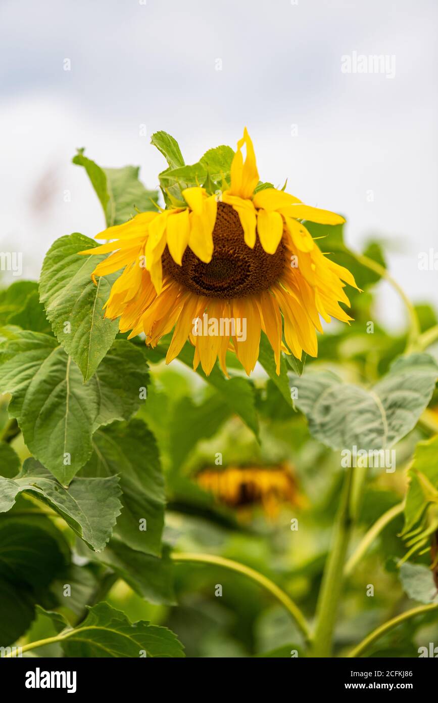 sunflower flower with the head down, which noticeably begins to wither ...