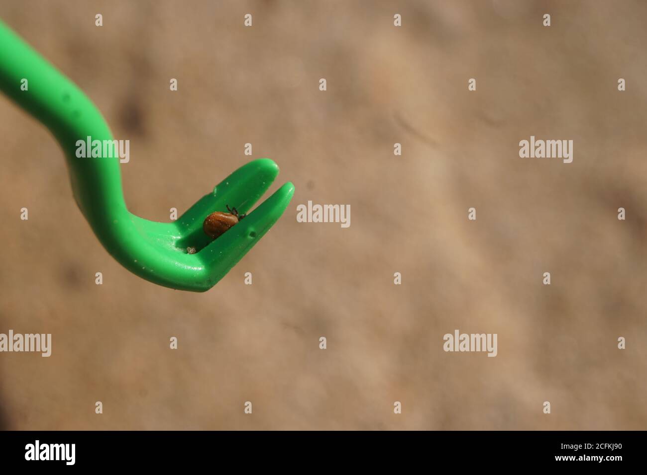 Tick ticks hi-res stock photography and images - Alamy