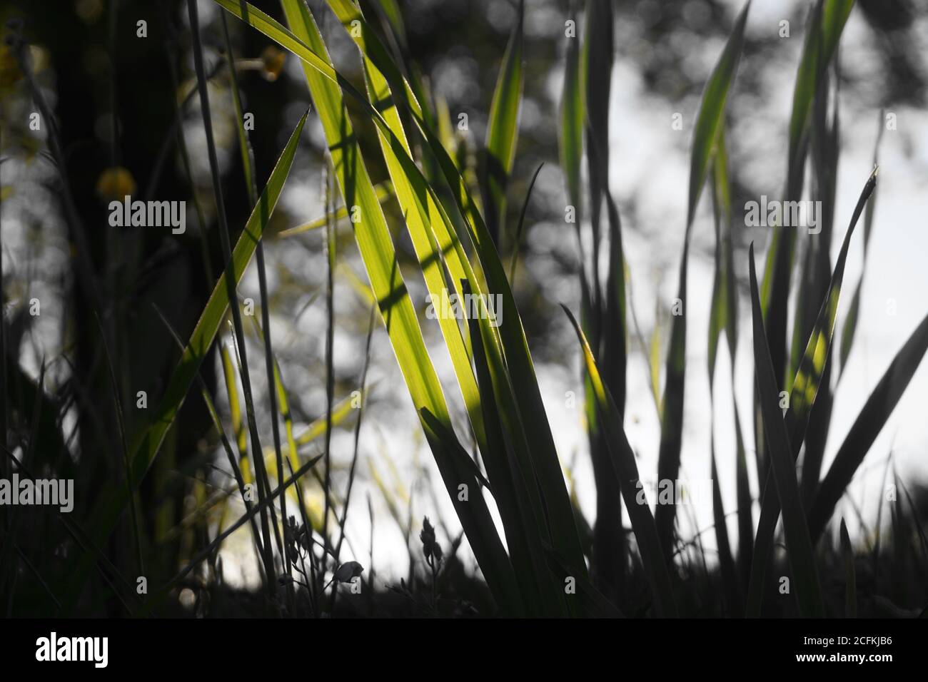 Dark meadow sunshine Stock Photo - Alamy