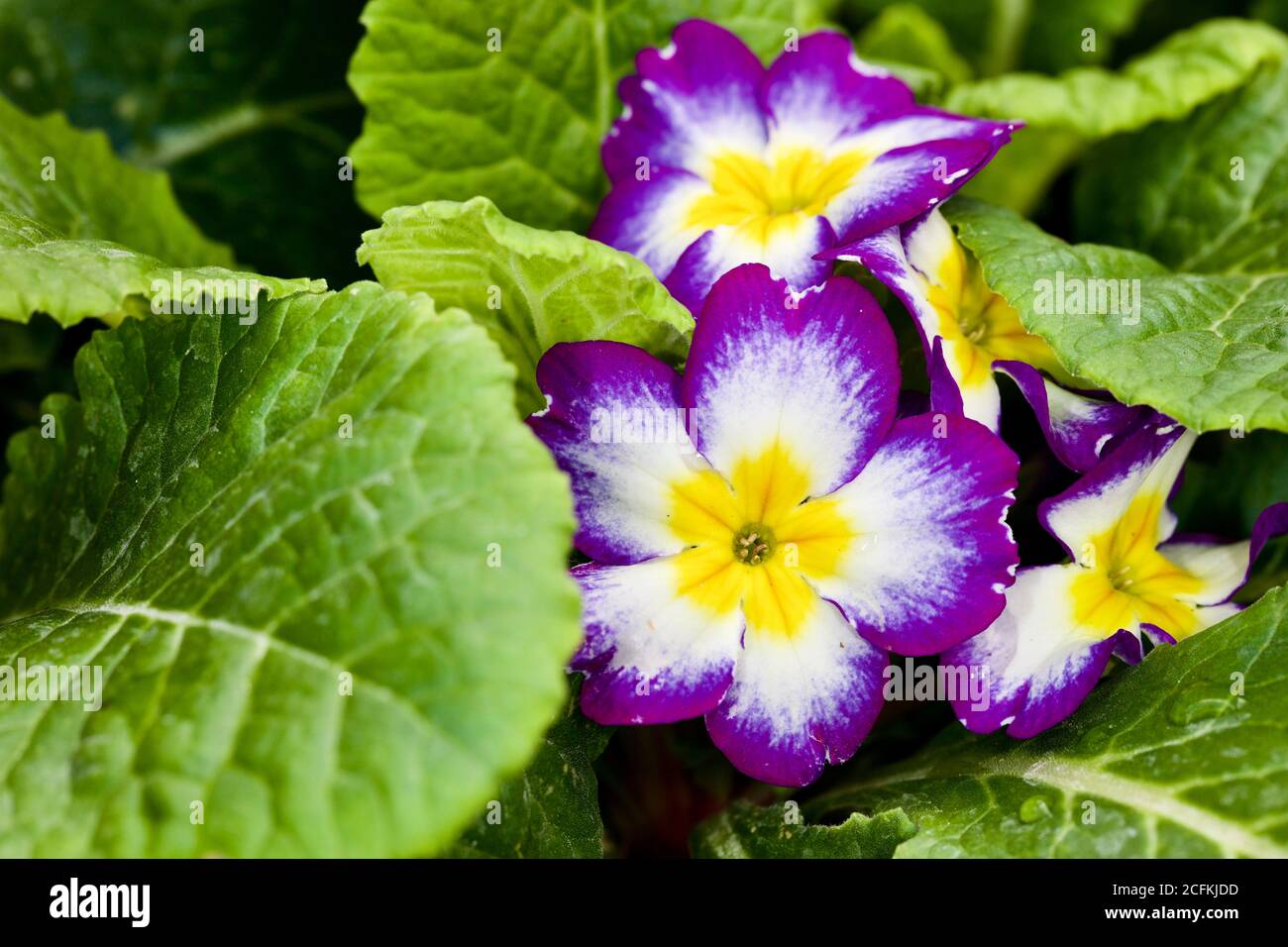 White english primrose flowers hi-res stock photography and images - Alamy