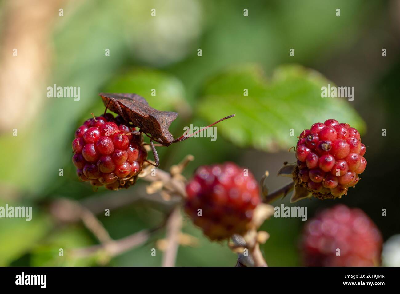 Red raspberry with bug on it hi-res stock photography and images - Alamy