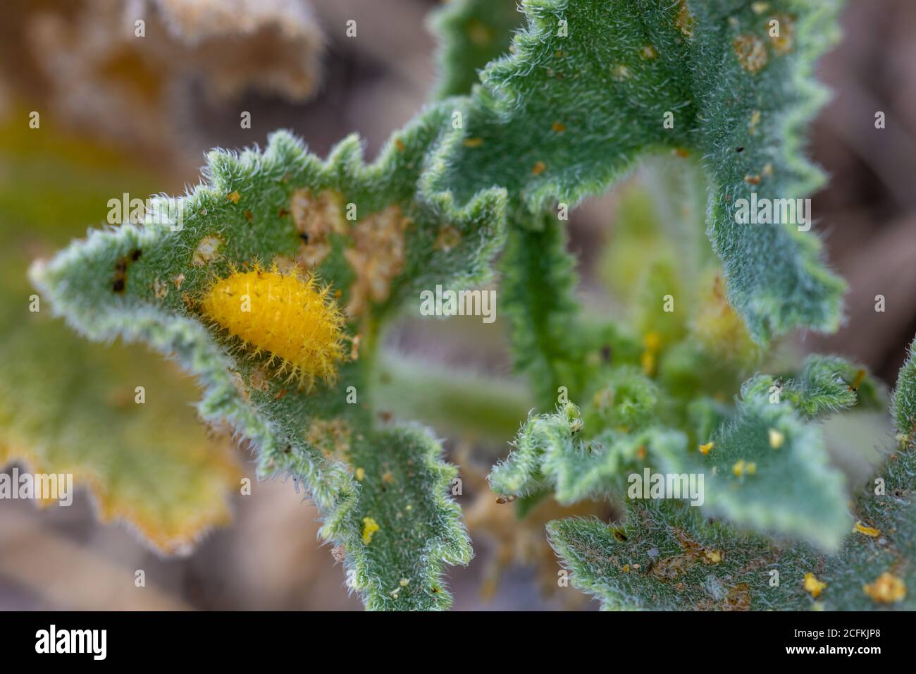 Melon ladybug larva (Henosepilachna argus) on a Gherkin of the devil ...