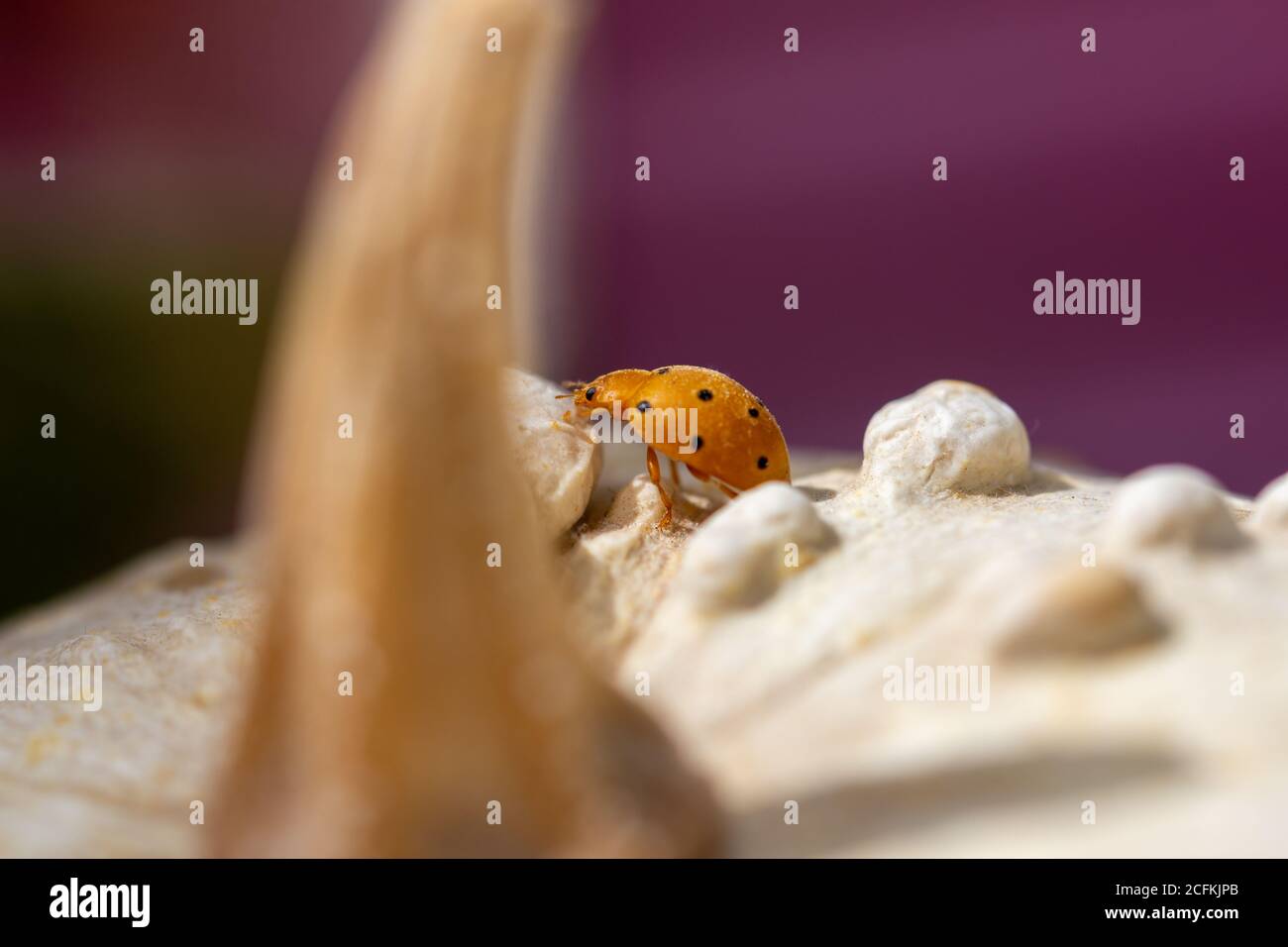 Detail of an orange ladybug walking on a dry pumpkin Stock Photo - Alamy