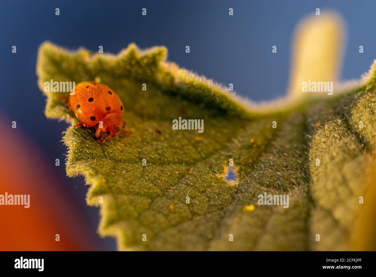 Melon ladybug (Henosepilachna argus) on a Gherkin of the devil at ...