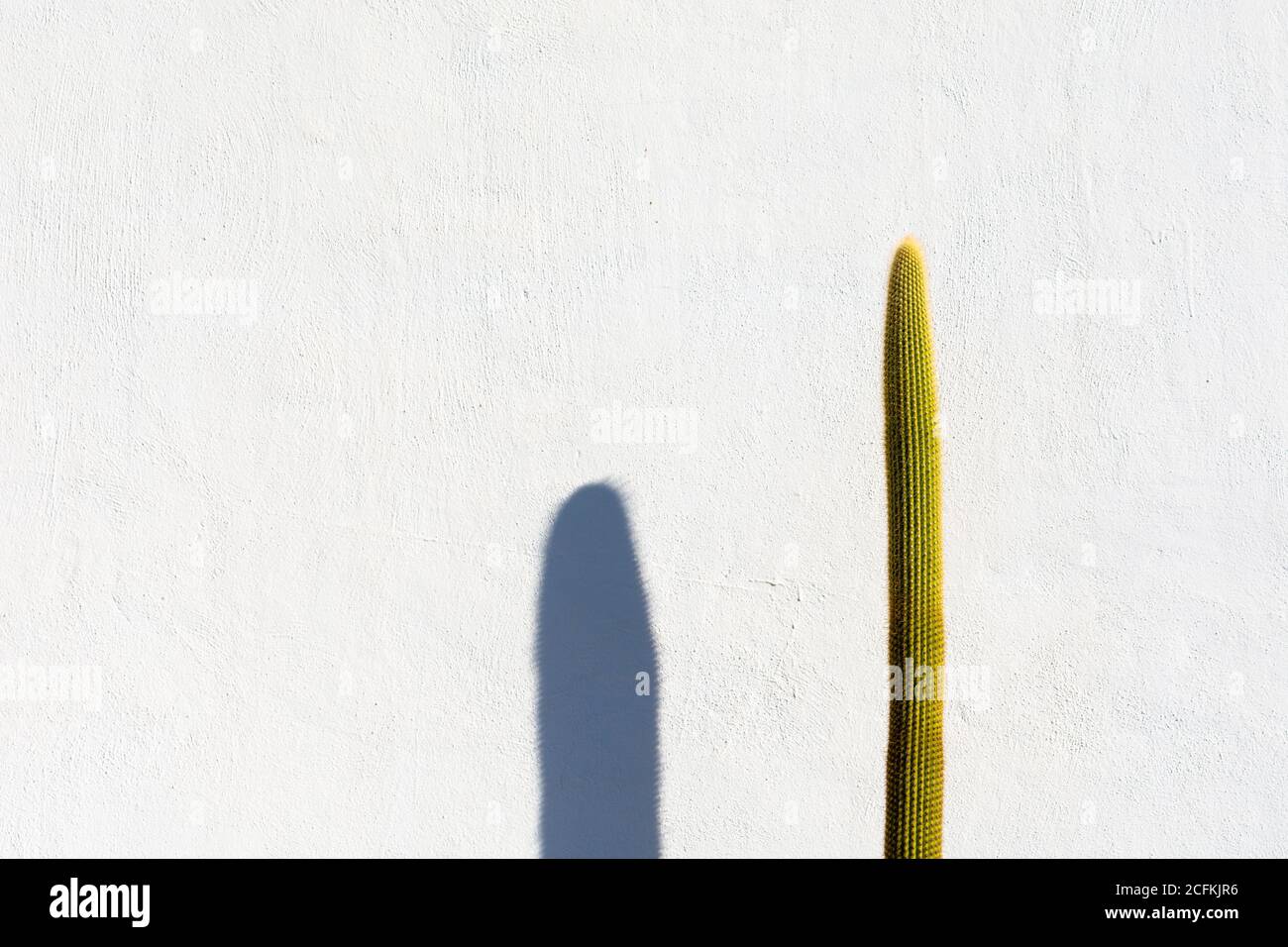 Long green cactus and its shadow on a rough white wall Stock Photo - Alamy